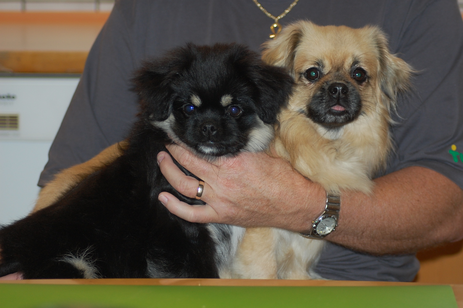 Tøselund`s God Given Garion = Qato - Kennel Askims - Opdræt af ...